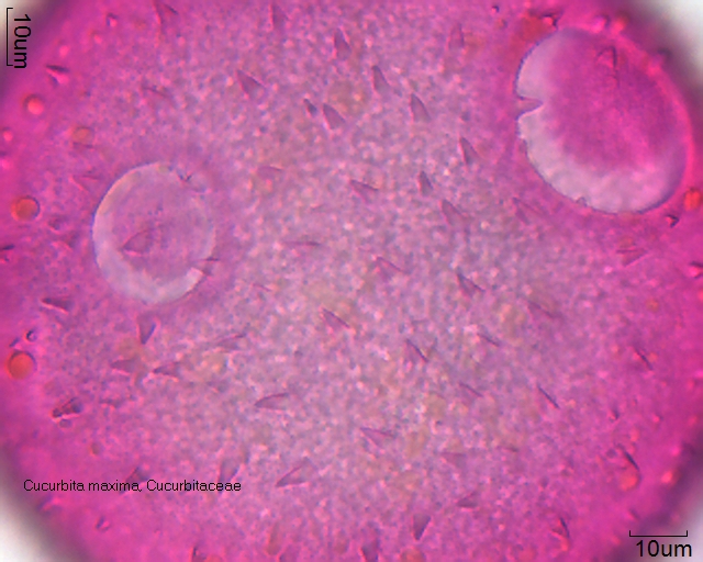 Datei:Cucurbita maxima (2).jpg – Pollen-Wiki