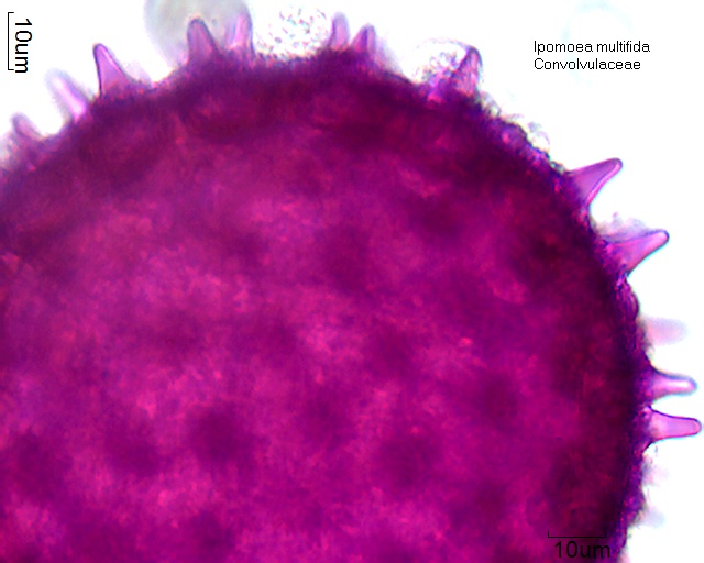 Ipomoea multifida – Pollen-Wiki