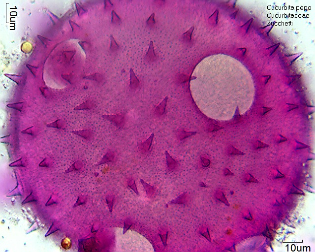 Cucurbita pepo – Pollen-Wiki