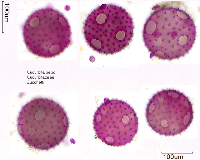 Cucurbita pepo – Pollen-Wiki