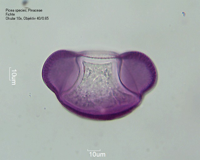 Picea species – Pollen-Wiki