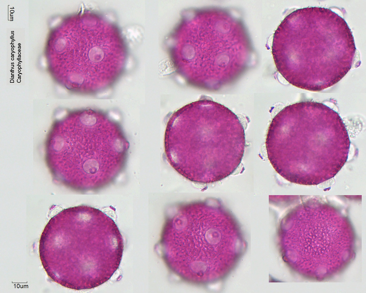 Dianthus caryophyllus – Pollen-Wiki