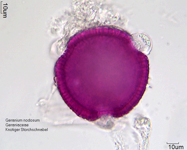 Geranium nodosum – Pollen-Wiki