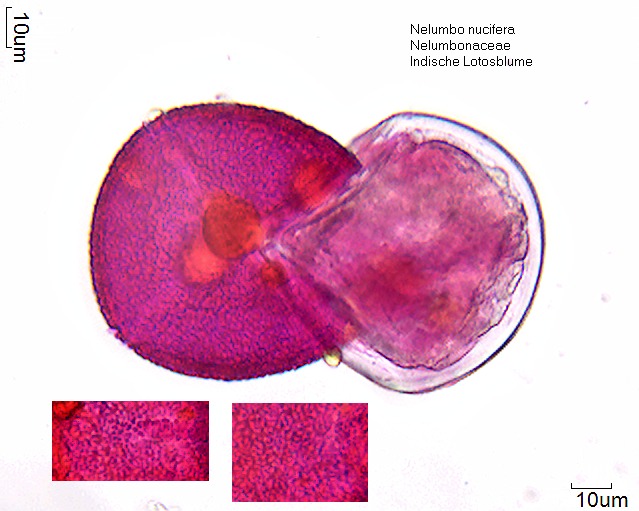 Nelumbo nucifera – Pollen-Wiki