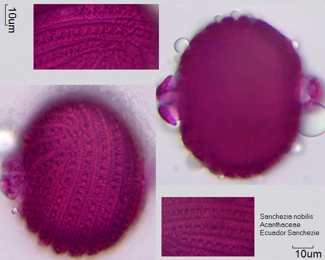 Sanchezia nobilis – Pollen-Wiki
