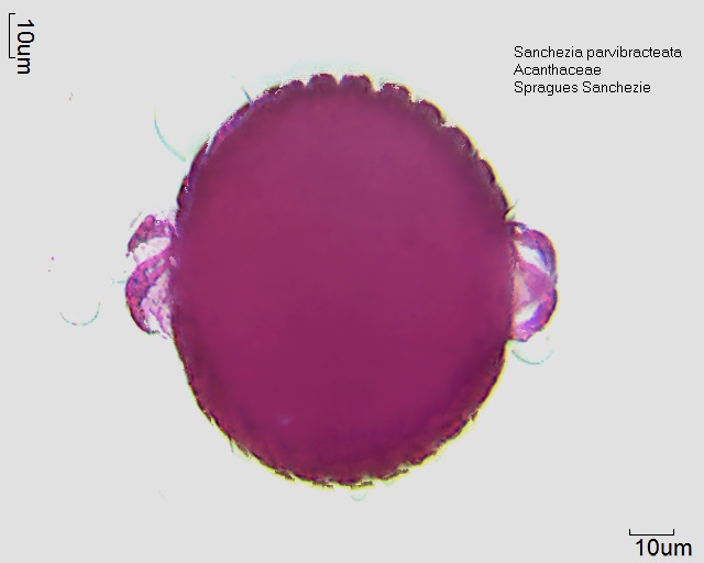 Sanchezia parvibracteata – Pollen-Wiki