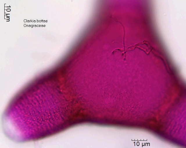 Datei:Clarkia bottae (1).jpg – Pollen-Wiki