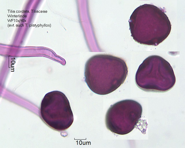 Tilia cordata – Pollen-Wiki