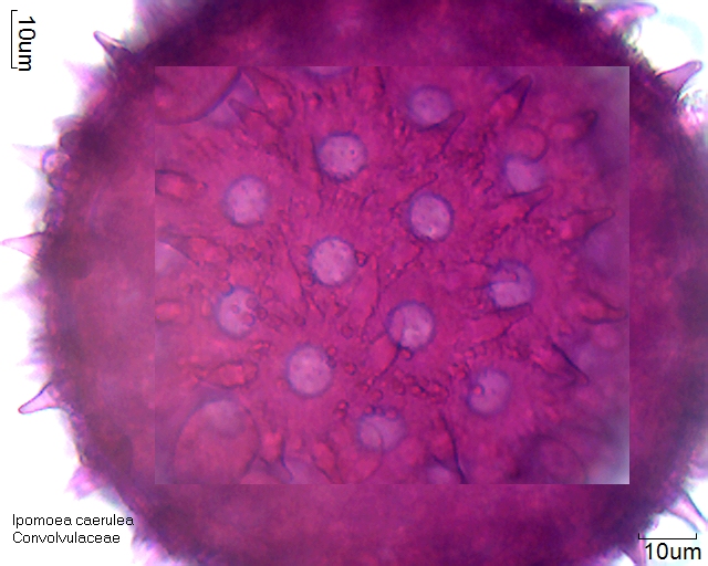 Ipomoea caerulea – Pollen-Wiki