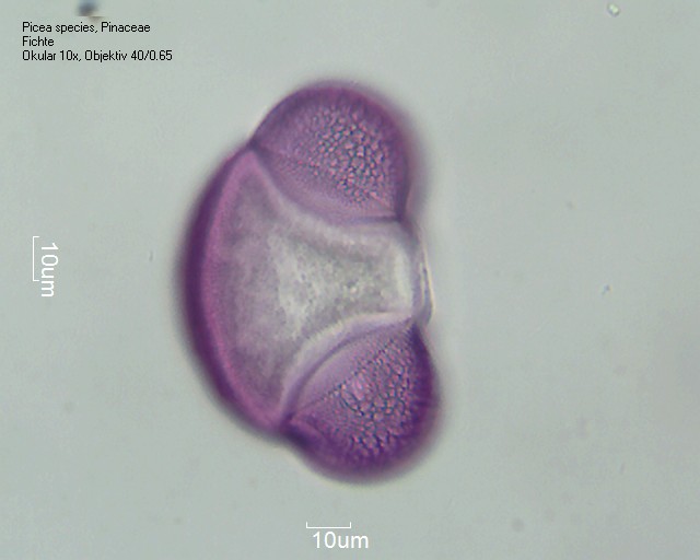 Picea species – Pollen-Wiki