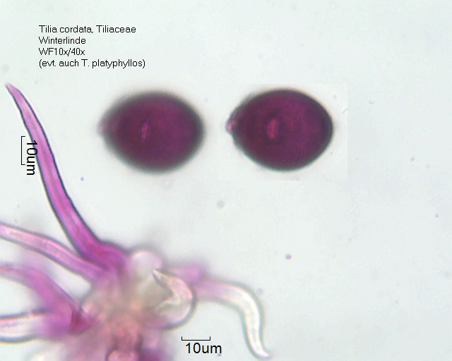 Tilia cordata – Pollen-Wiki