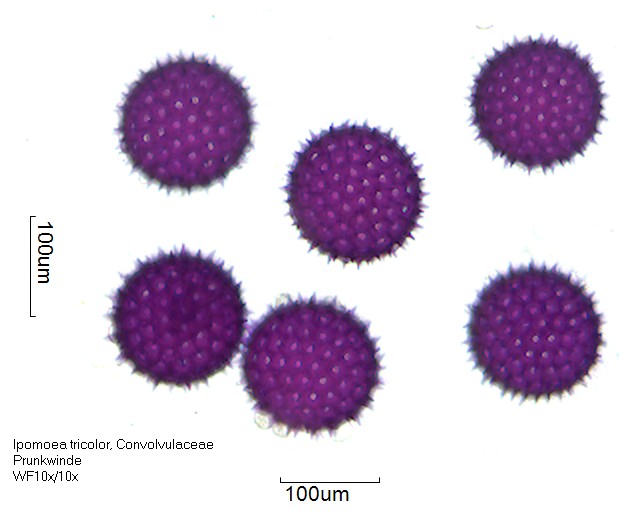Ipomoea tricolor – Pollen-Wiki