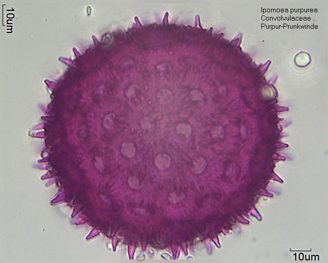 Ipomoea purpurea – Pollen-Wiki