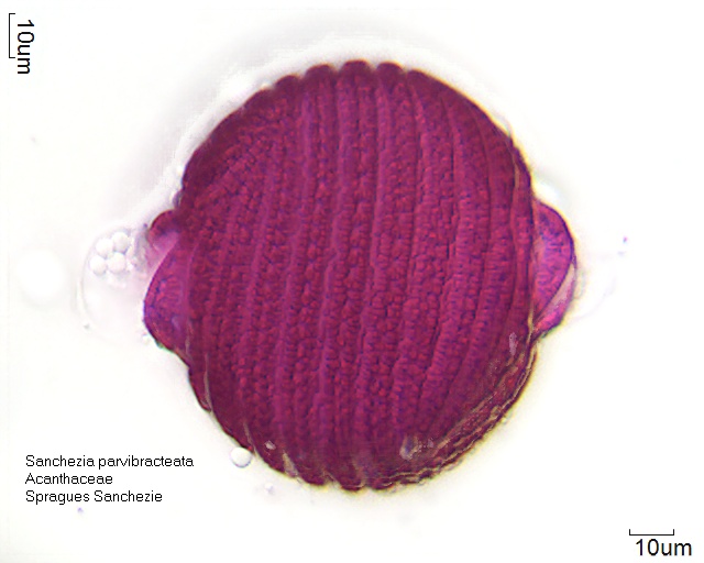 Sanchezia parvibracteata – Pollen-Wiki