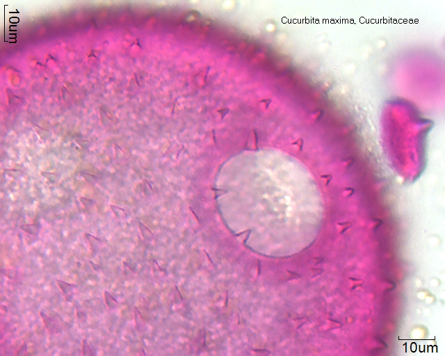 Cucurbita maxima – Pollen-Wiki