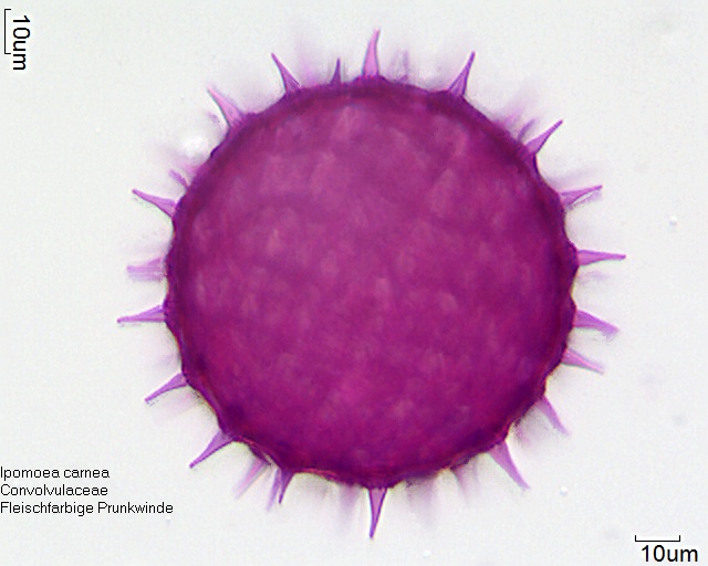 Ipomoea carnea – Pollen-Wiki