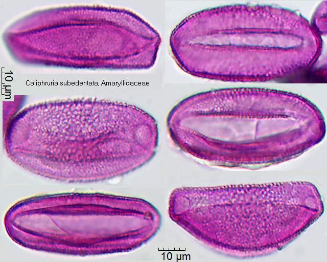 Datei:Caliphruria subedentata (1).jpg – Pollen-Wiki