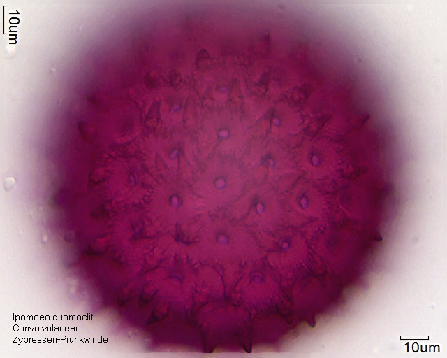Ipomoea quamoclit – Pollen-Wiki