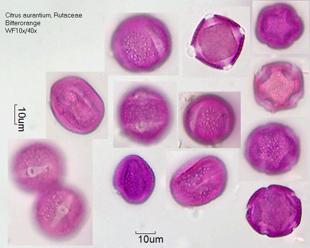 Citrus aurantium – Pollen-Wiki