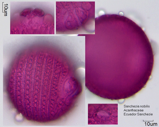 Sanchezia nobilis – Pollen-Wiki