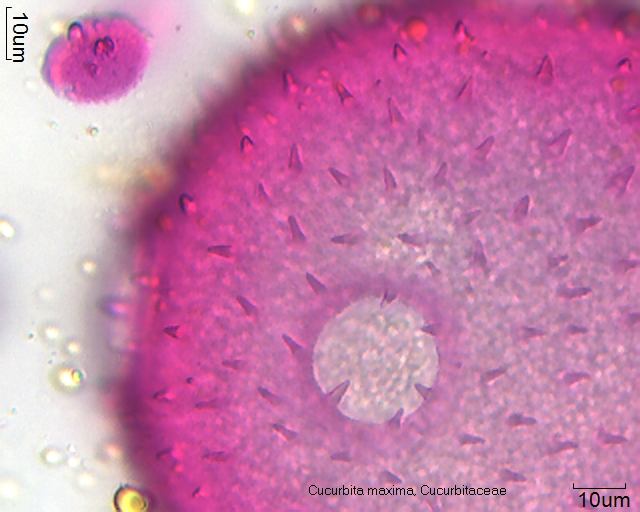 Datei:Cucurbita maxima (1).jpg – Pollen-Wiki