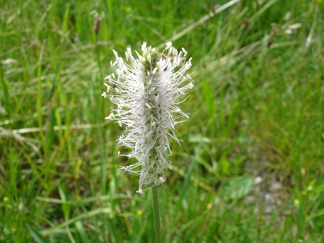 Datei:VPlantago lanceolata.JPG – Pollen-Wiki