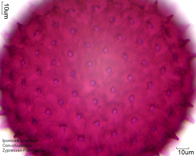 Ipomoea quamoclit – Pollen-Wiki
