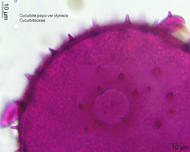 Datei:Cucurbita pepo var styriaca (3).jpg – Pollen-Wiki
