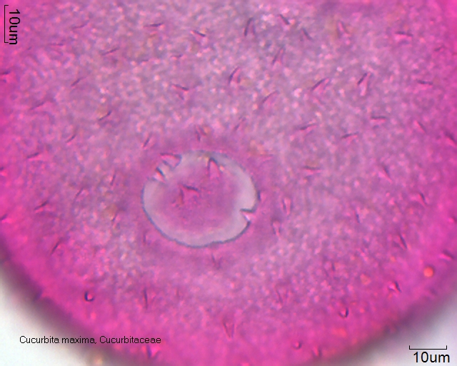 Datei:Cucurbita maxima (4).jpg – Pollen-Wiki
