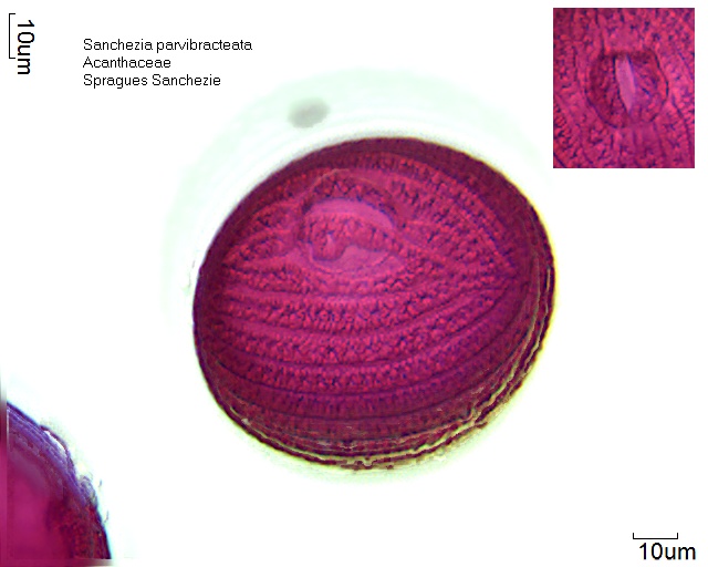 Sanchezia parvibracteata – Pollen-Wiki