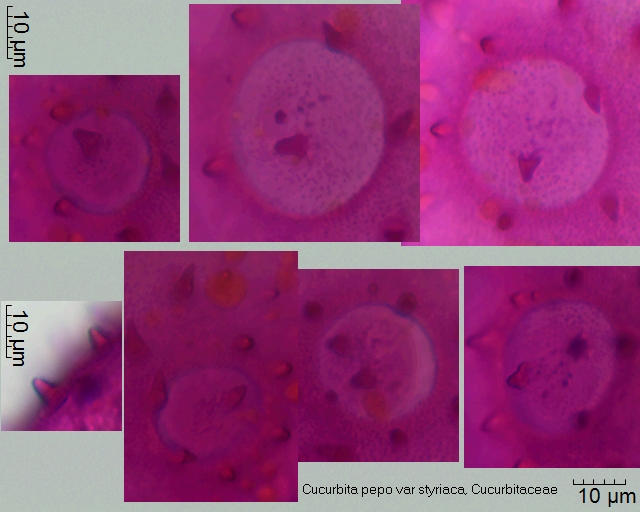 Datei:Cucurbita pepo var styriaca (4).jpg – Pollen-Wiki