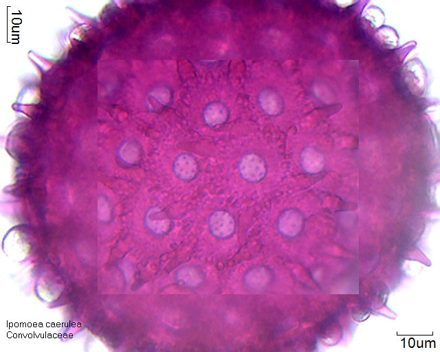 Ipomoea caerulea – Pollen-Wiki