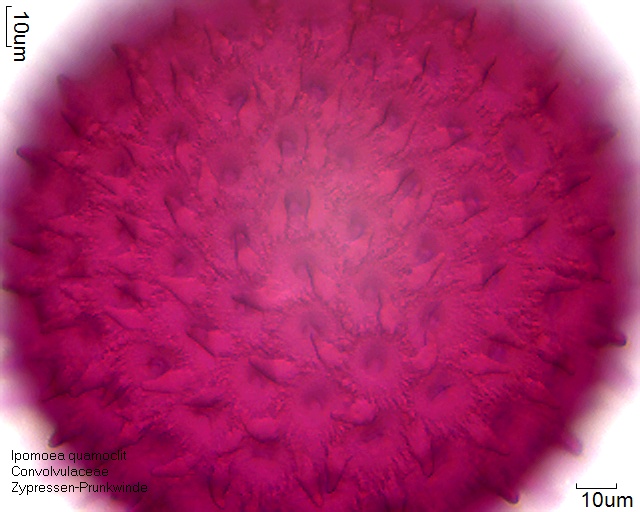 Ipomoea quamoclit – Pollen-Wiki