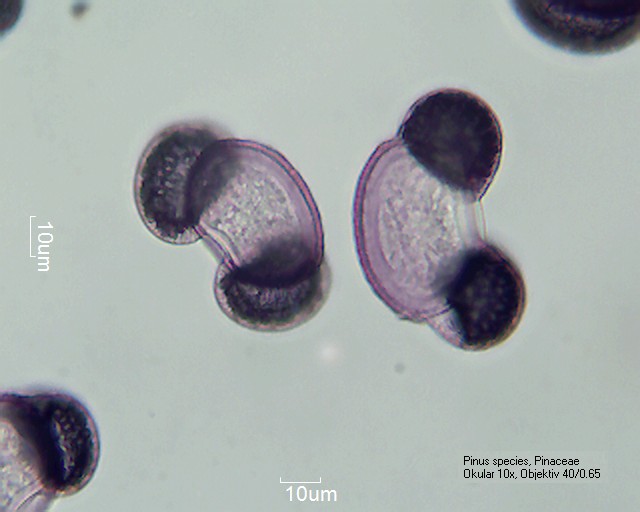 Pinus sylvestris – Pollen-Wiki