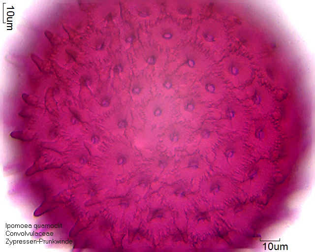 Ipomoea quamoclit – Pollen-Wiki