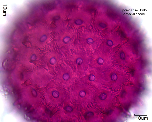 Ipomoea multifida – Pollen-Wiki