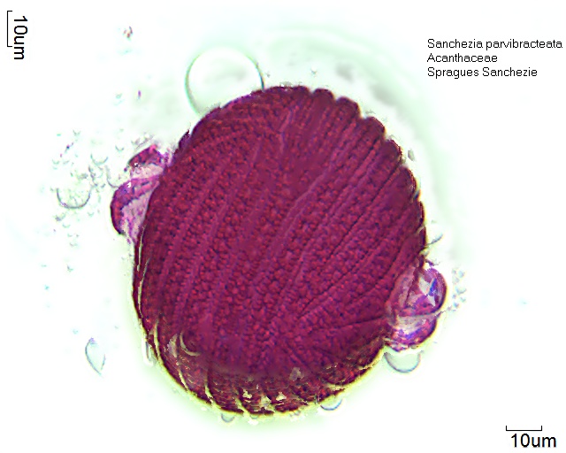 Sanchezia parvibracteata – Pollen-Wiki