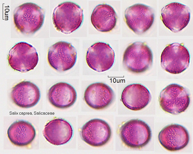 Salix caprea – Pollen-Wiki