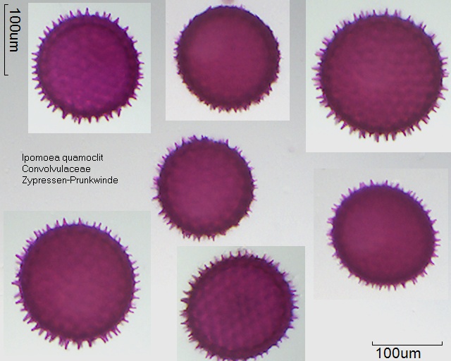 Ipomoea quamoclit – Pollen-Wiki