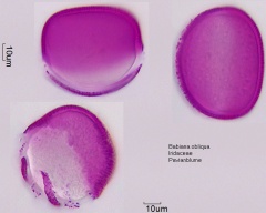 Kategorie:Iridaceae – Pollen-Wiki