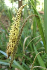 Kategorie:Cyperaceae – Pollen-Wiki