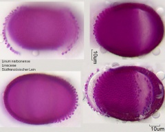 Kategorie:Linaceae – Pollen-Wiki