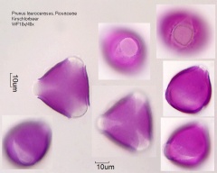 Kategorie:Prunus – Pollen-Wiki