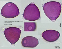 Kategorie:Cucurbitaceae – Pollen-Wiki