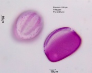 Kategorie:Iridaceae – Pollen-Wiki