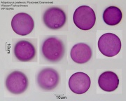 Kategorie:Gramineae – Pollen-Wiki