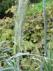 Kategorie:Gramineae – Pollen-Wiki