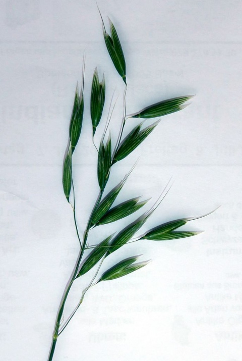 Avena sativa – Pollen-Wiki