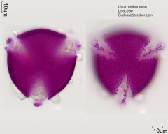 Kategorie:Linaceae – Pollen-Wiki
