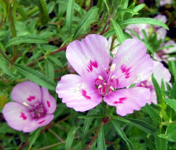 Clarkia amoena – Pollen-Wiki
